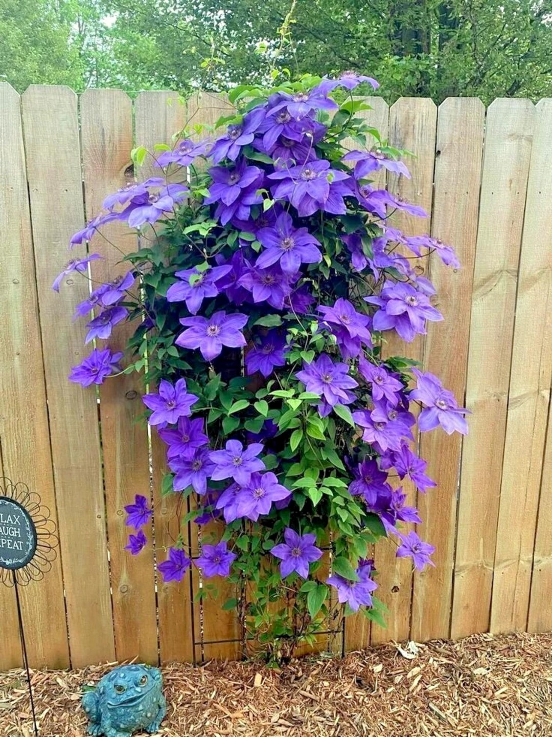 Blue Downy Clematis Macropetala Seeds – Hardy Climbing Vine (20 Pack ...