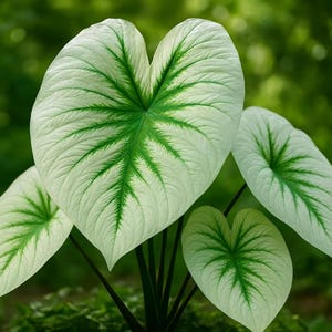 Candidum Caladium Bulbs (6 Pack) | White & Green Fancy Leaves | Indoor ...