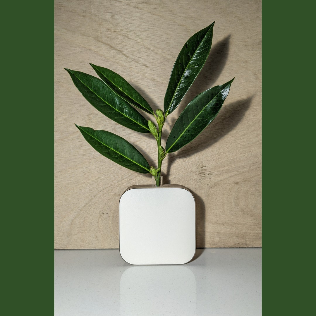 Bud Vase | Thick Laminated Plywood | Small | Streamline Original - Etsy