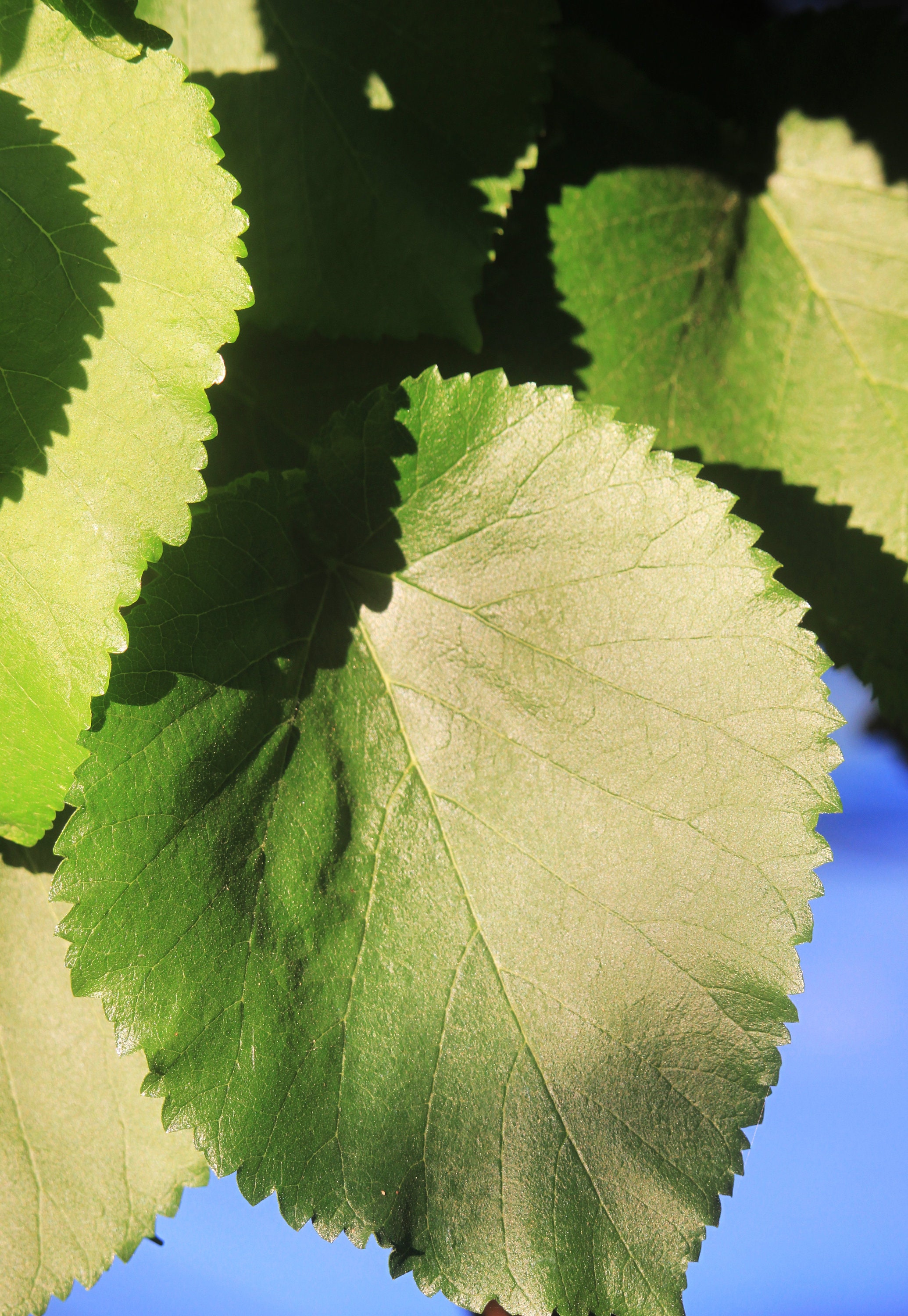 Leaf Collection - Etsy