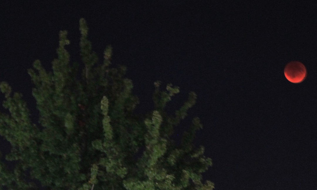 Blood Moon, Green Tree - Etsy