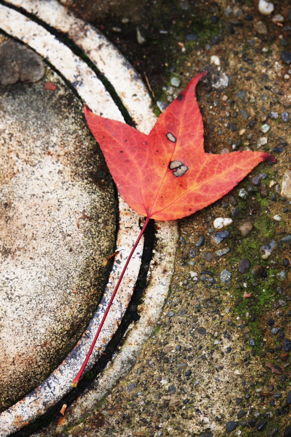 Leaf Collection - Etsy