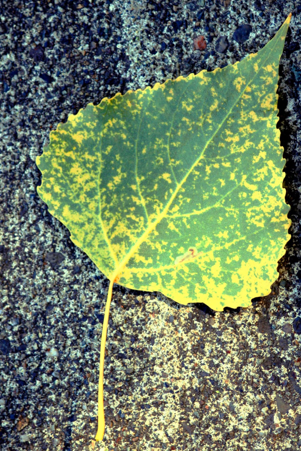 Leaf Collection - Etsy