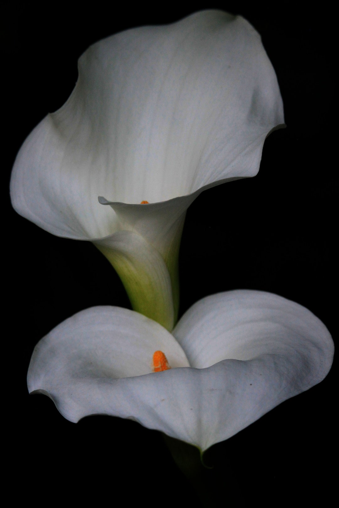 Two Calla Lilies - Etsy