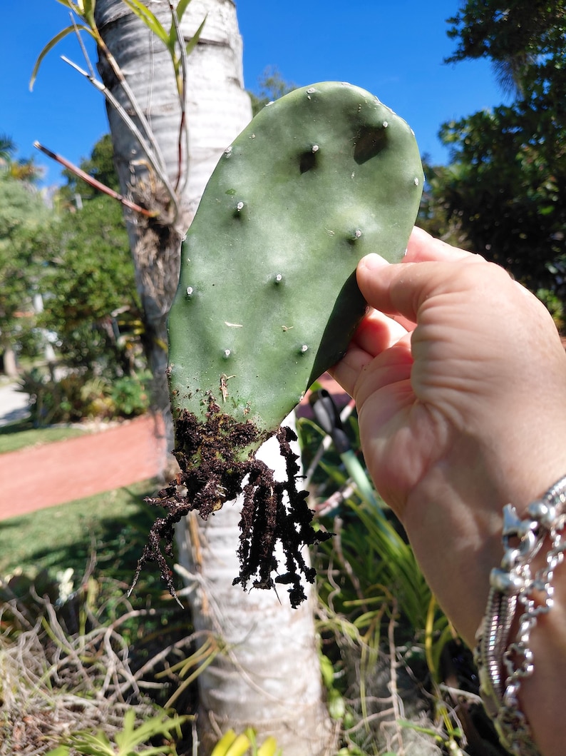 Spineless Thornless Edible Nopales Prickly Pear Cactus Pads, Opuntia ...