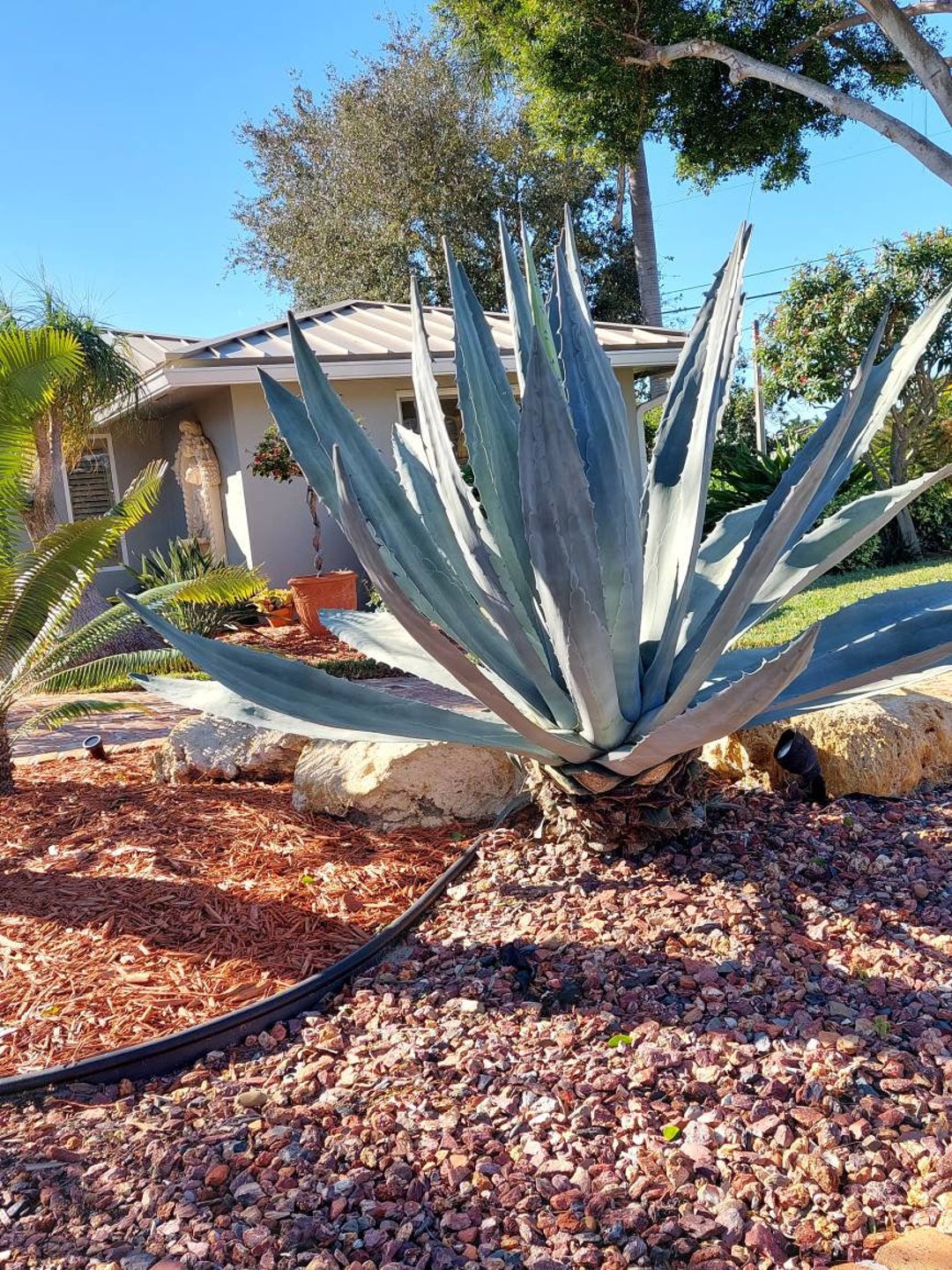 Blue Agave Pups, Agave Americana, Giant Blue Agave, Good Genetics ...