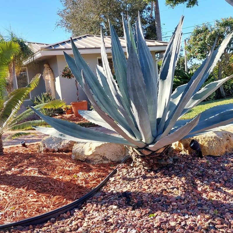 Blue Agave - Etsy