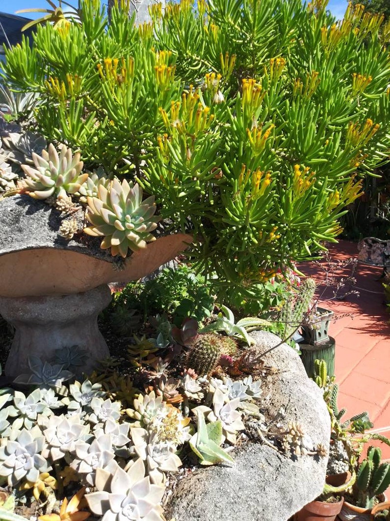 Senecio Barbertonicus Lemon Bean Bush Succulent Bush Senecio | Etsy