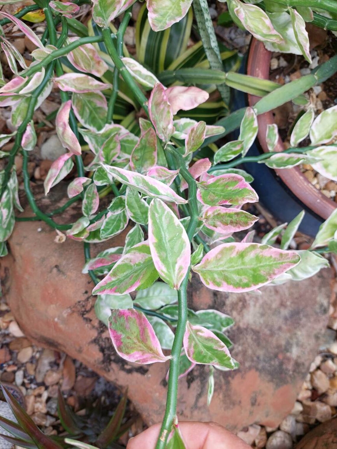 Euphorbia-tithymaloides-variegata, Pedilanthus Tithymaloides ...