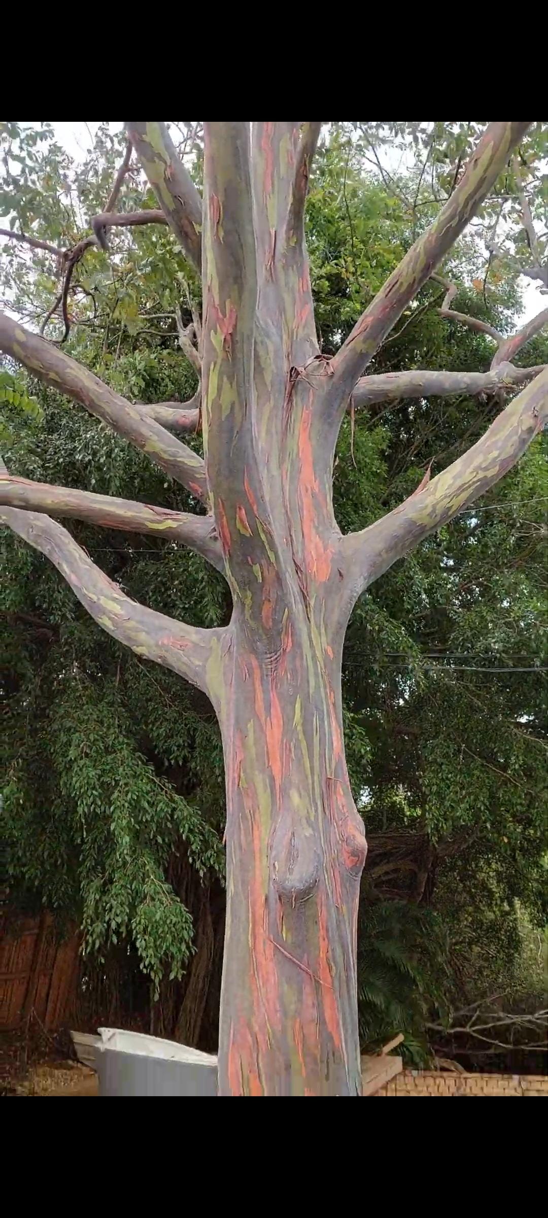 Rainbow Eucalyptus Tree Seed Pods Deglupta - Etsy