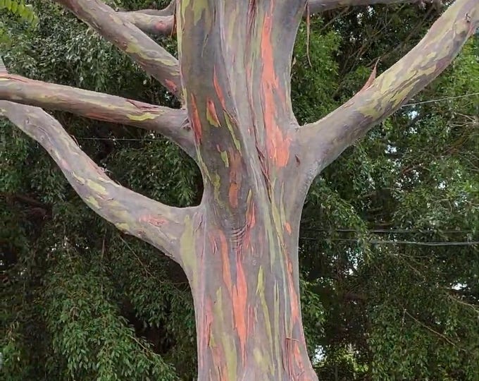 Rainbow Eucalyptus Tree Seed Pods Deglupta - Etsy