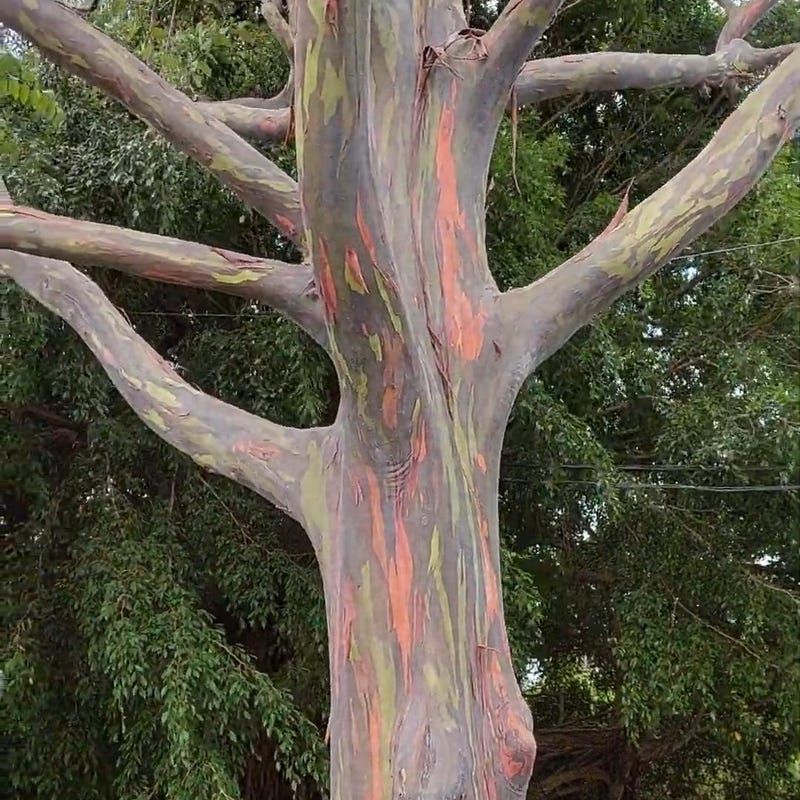 Rainbow Eucalyptus Wood - Etsy