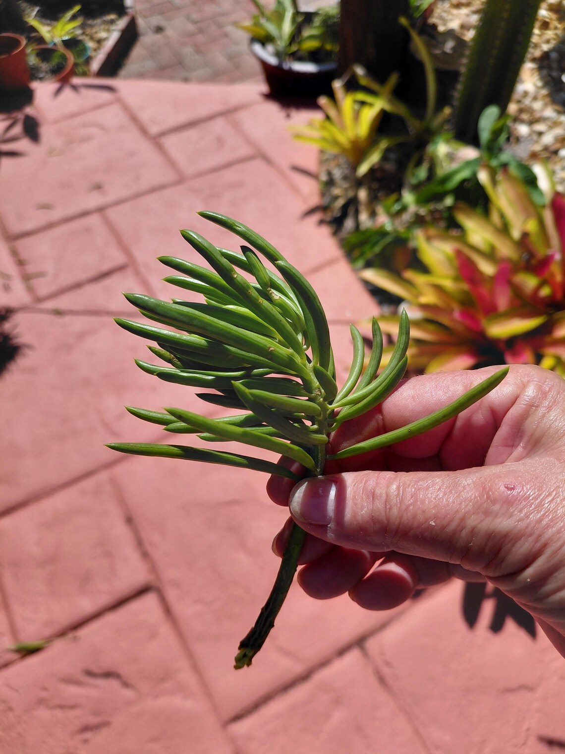 Senecio Barbertonicus, Lemon Bean Bush, Succulent CUTTING - Scented - Etsy