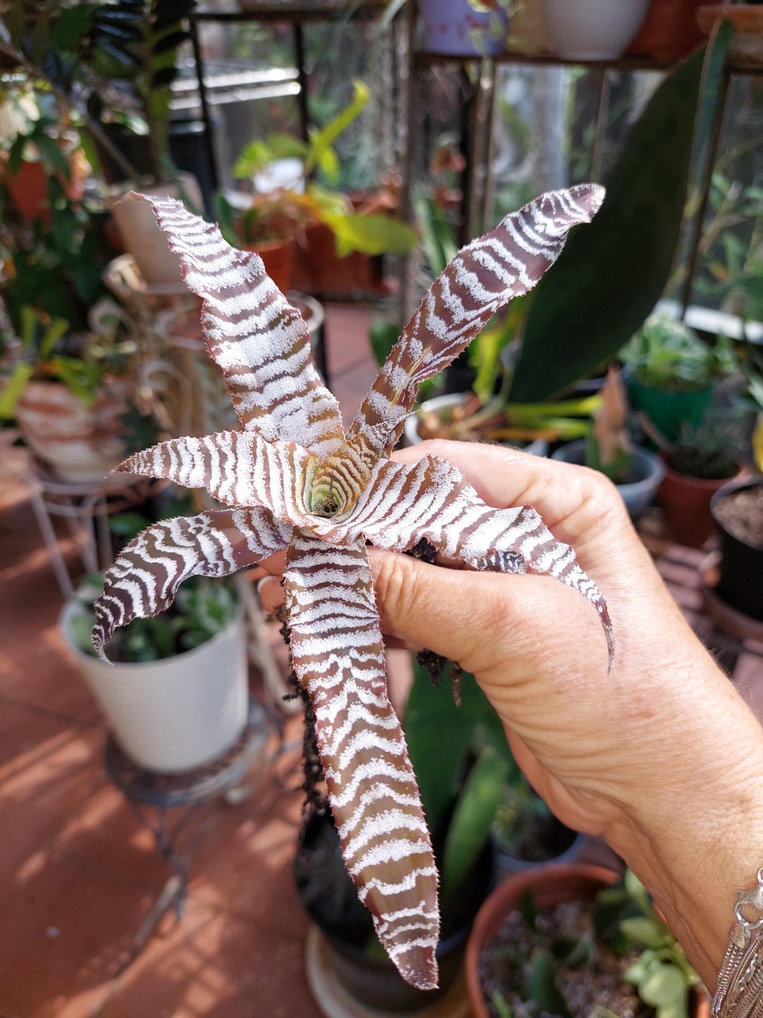 Bromeliad "absolute Zero" Earth Star Cryptanthus - Etsy