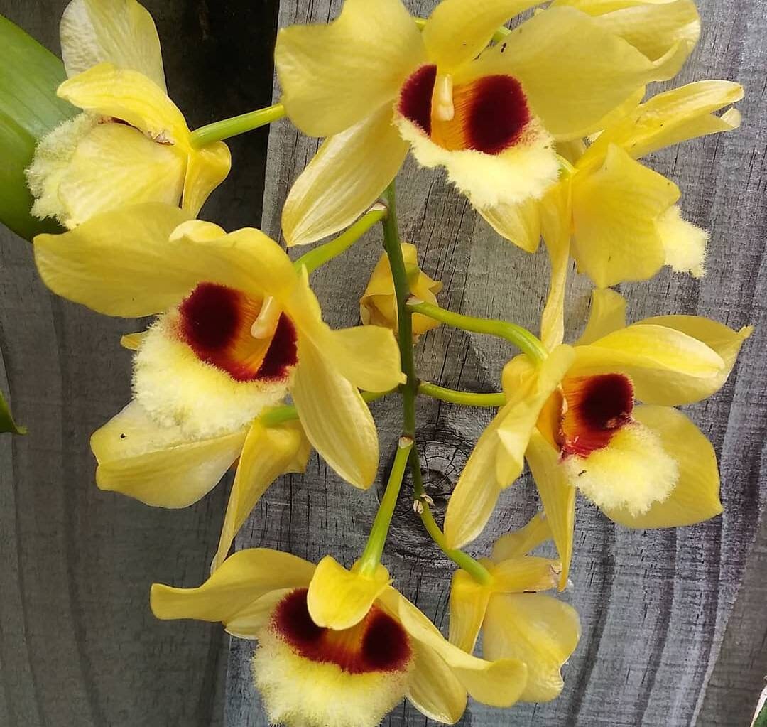 Dendrobium Gatton Sunray 8" ORCHID Large Cane (young Plant - Pic 3 ...
