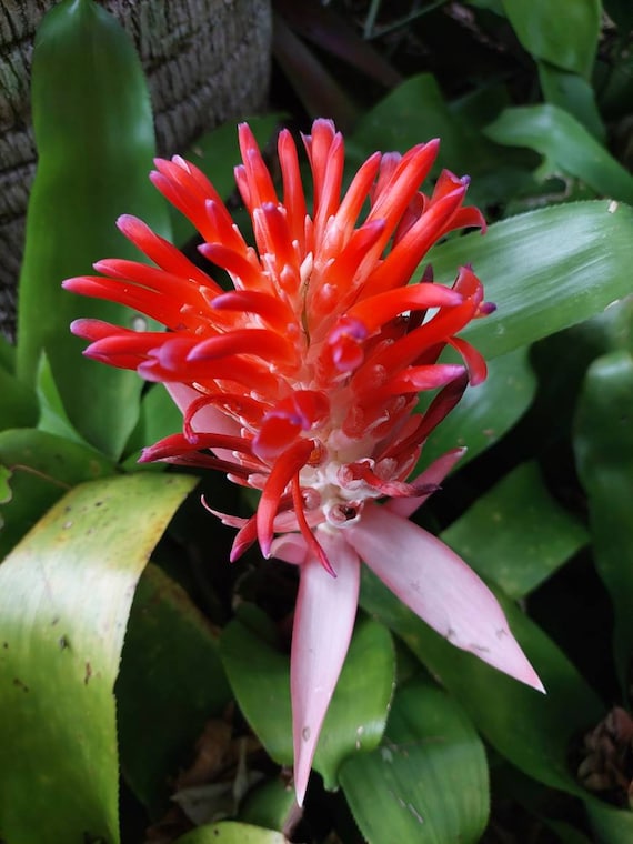 Flaming Torch Bromeliad Air Plant Billbergia Pyramidalis | Etsy