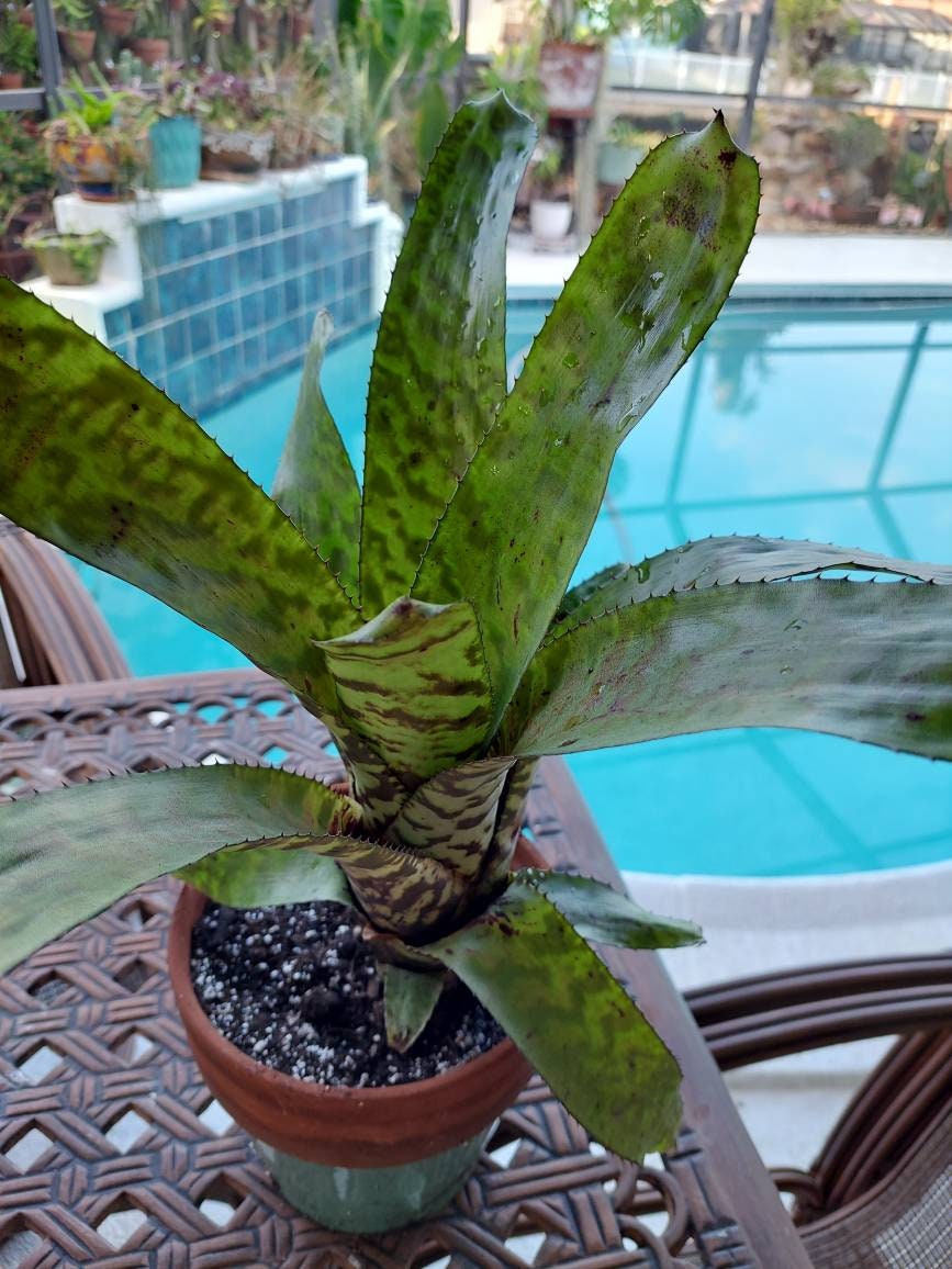 Bromeliad Aechmea Bert Live Exotic Plant Loves Full Sun - Etsy