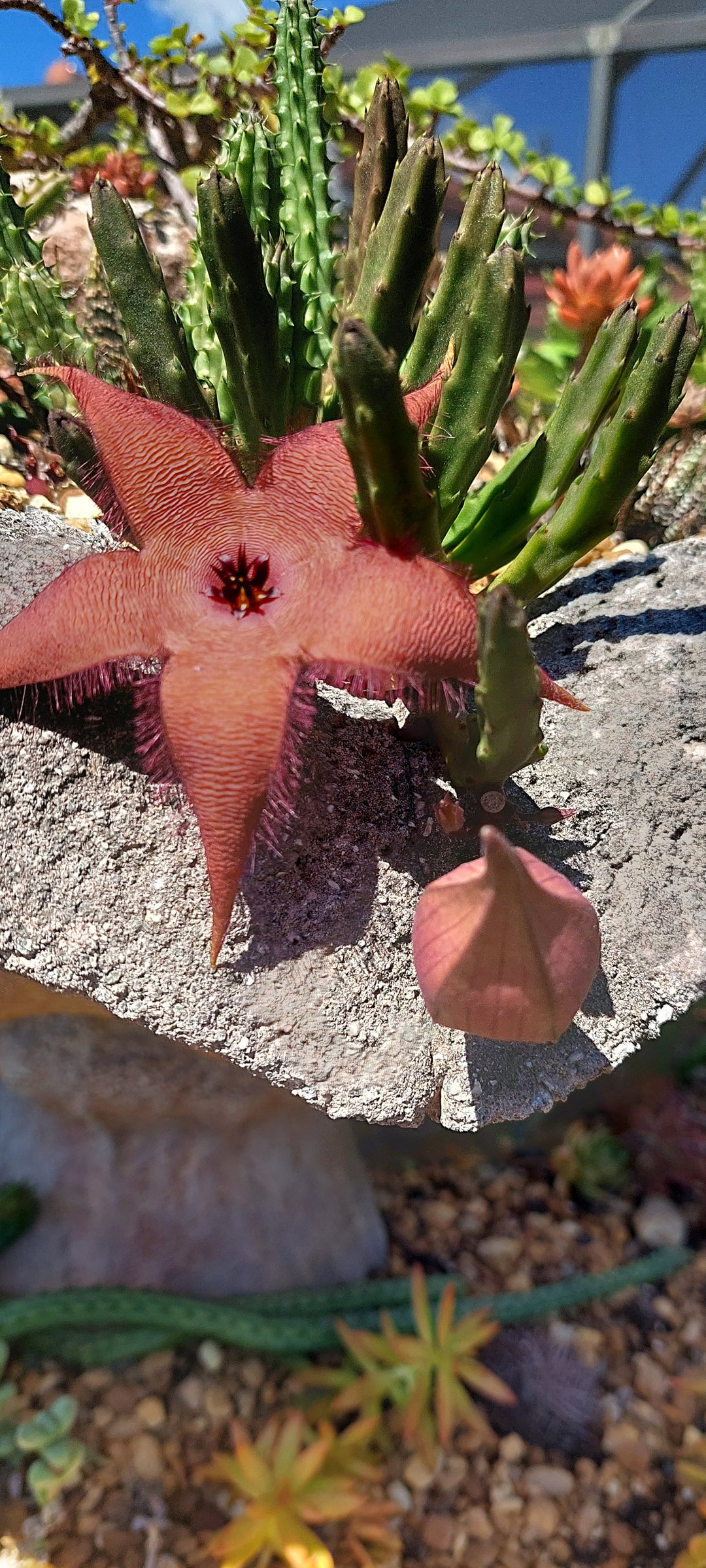 Stapelia Schinzii, Small Red Starfish Flower Carrion Plant - Etsy