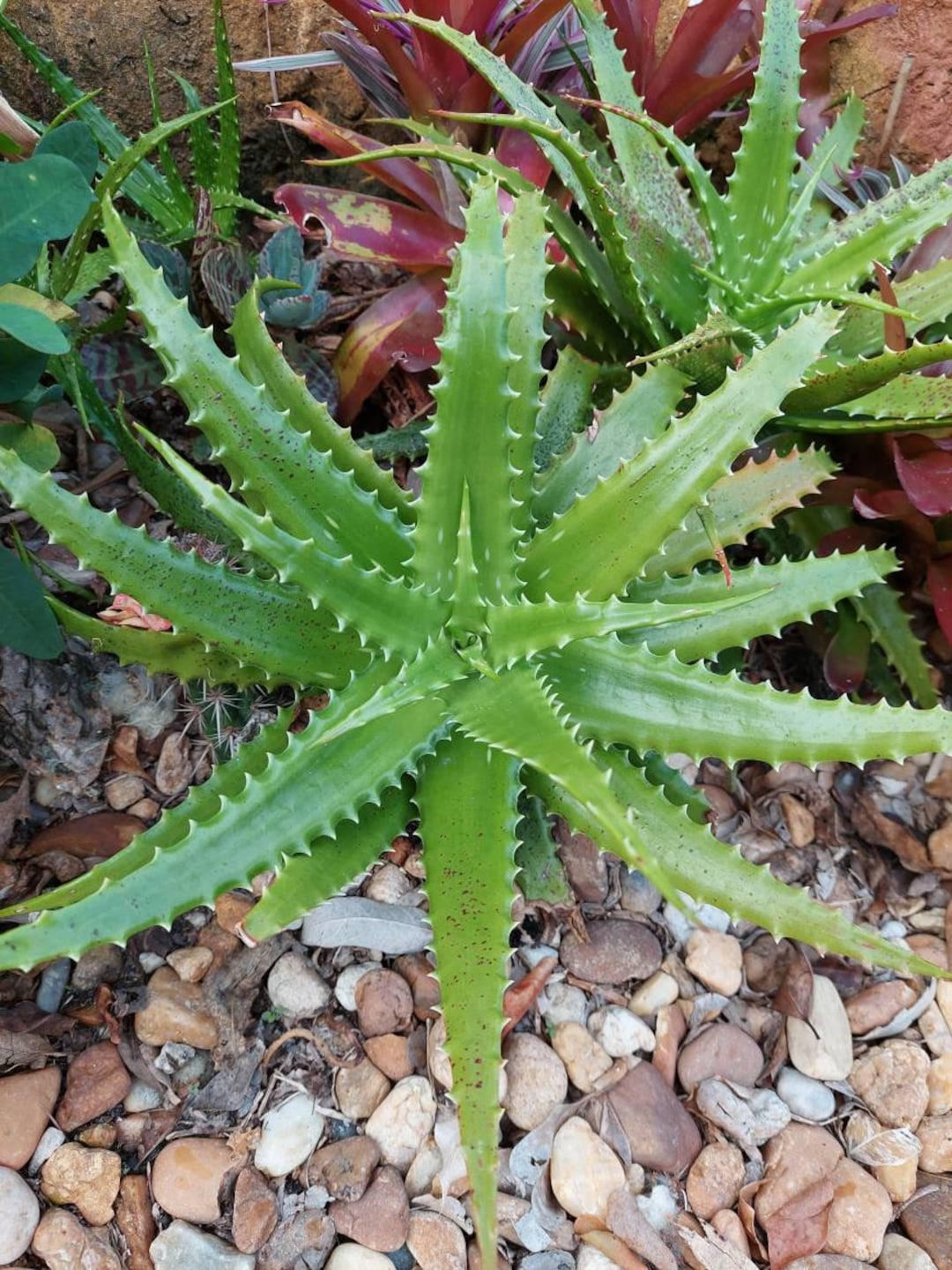 Exotic Aloe 'night Sky' Hybrid Succulent - Tiger Tooth Aloevera - Etsy