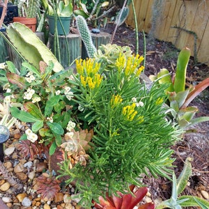 Senecio Barbertonicus, Lemon Bean Bush, Succulent CUTTING - Scented - Etsy