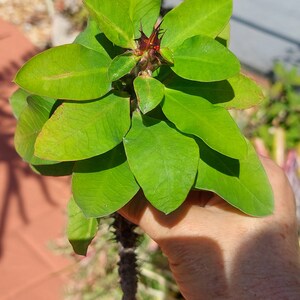 Crown of Thorns CUTTING Euphorbia MILII Corona De Christo RED Large ...