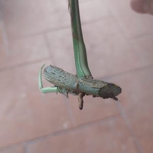 Huge Pothos Epipremnum Pinnatum Albo Variegated - White & Green Marble ...