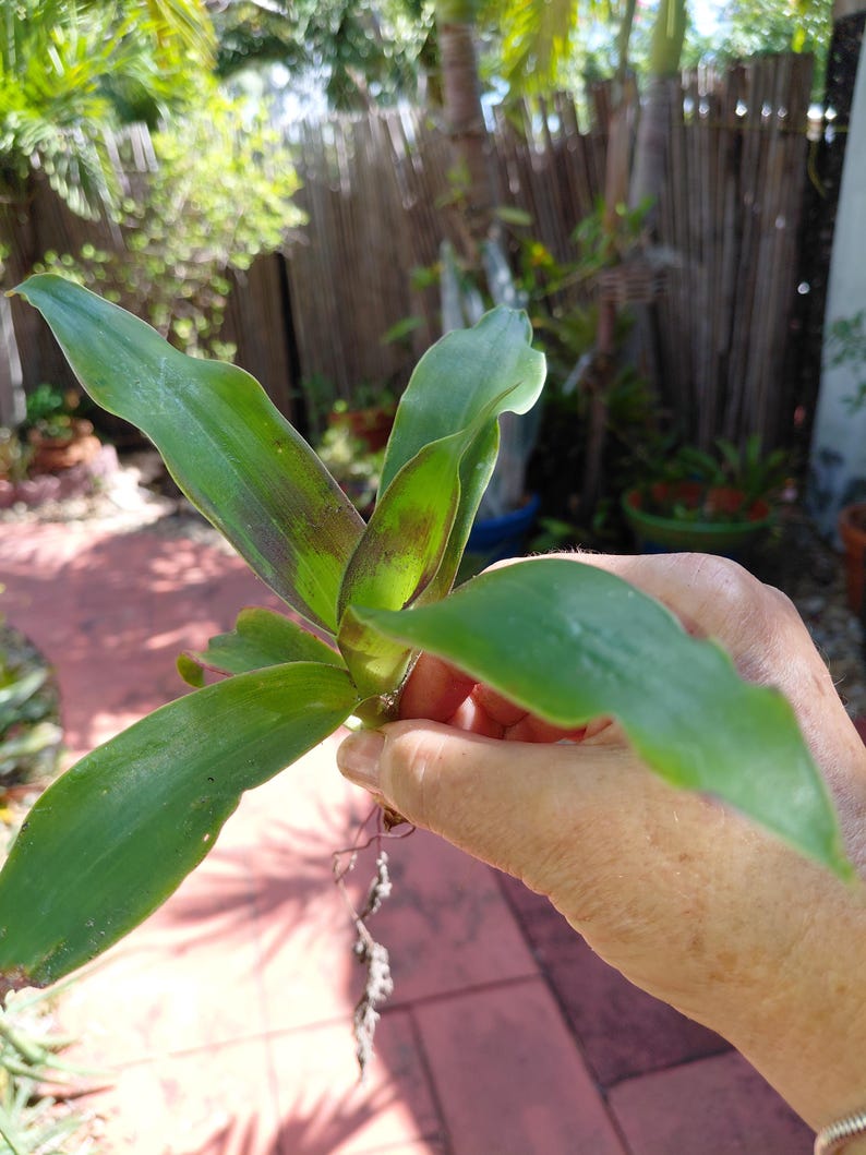 Purple Scimitars Plant: Tripogandra Serrulata Unrooted Cuttings - Etsy