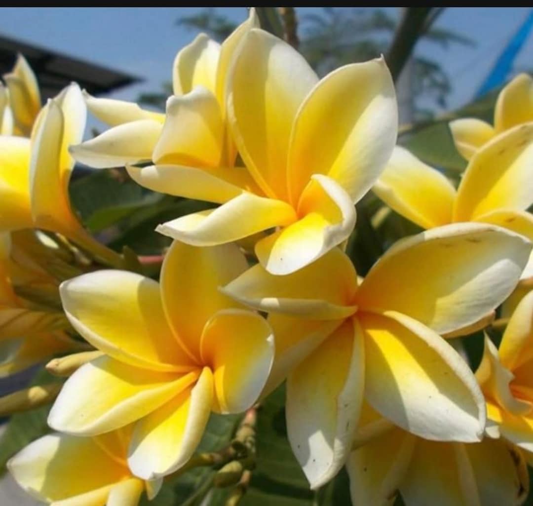 Hawaiian YELLOW Plumeria (frangipani) Plant 8" Top CUTTING - Etsy