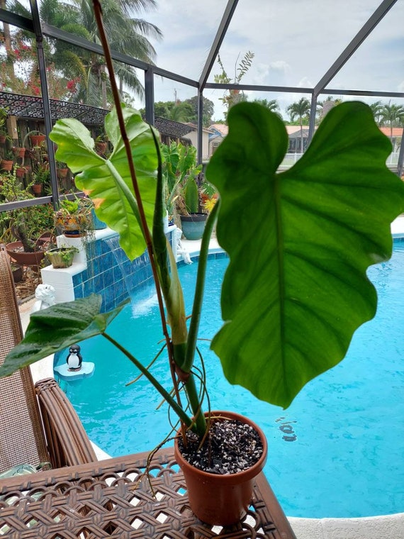 Philodendron Elephant Ear