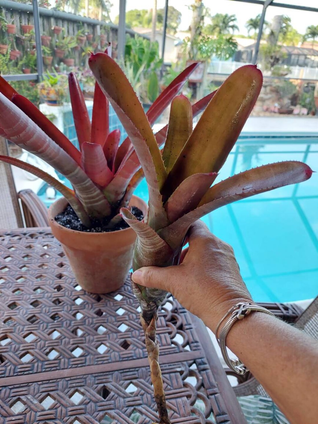 Bromeliad neoregelia Cruenta'rubra'pup. Live Exotic Plant Loves Full ...