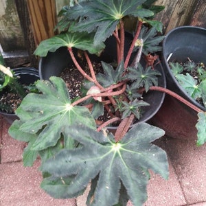 Begonia Heracleifolia, Star Leaf Begonia Plant - Etsy