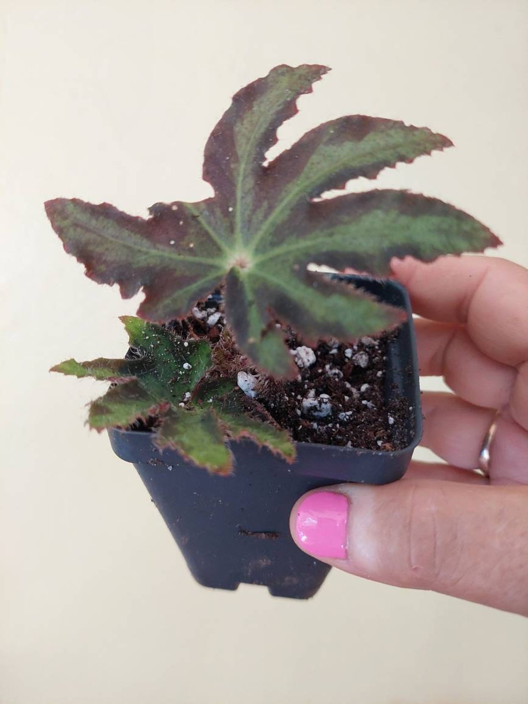 Begonia Heracleifolia, Star Leaf Begonia Plant - Etsy Canada