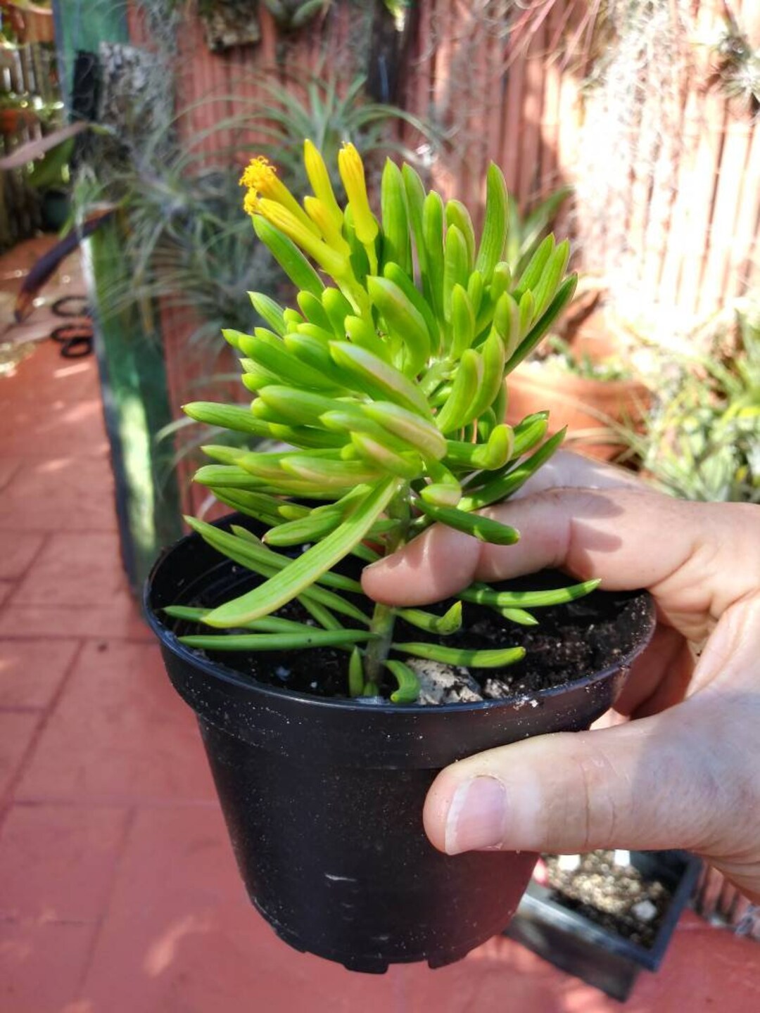 Senecio Barbertonicus Lemon Bean Bush Succulent Bush Senecio - Etsy
