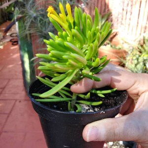 Senecio Barbertonicus, Lemon Bean Bush, Succulent CUTTING - Scented - Etsy