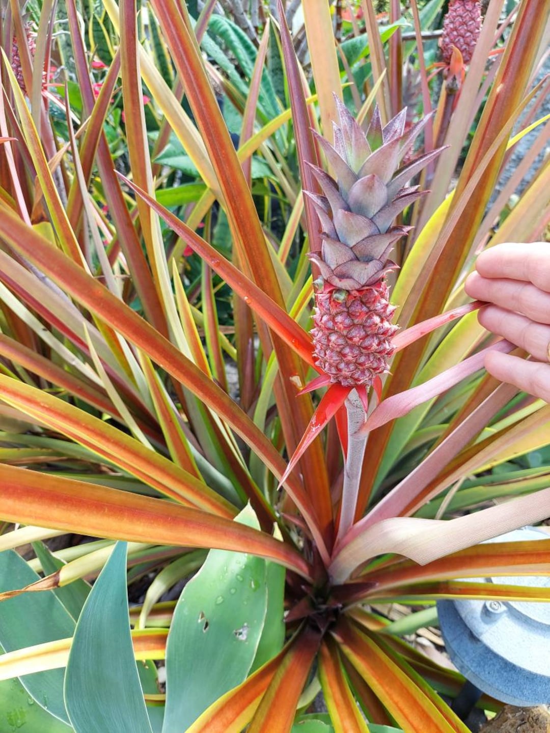 Ananas Lucidus Bromeliad, Red Pineapple Decorative. - Etsy