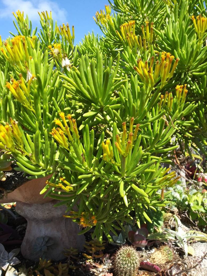 Senecio Barbertonicus, Lemon Bean Bush, Succulent CUTTING - Scented - Etsy
