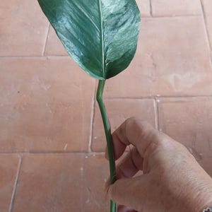 Huge Pothos Epipremnum Pinnatum Albo Variegated - White & Green Marble ...