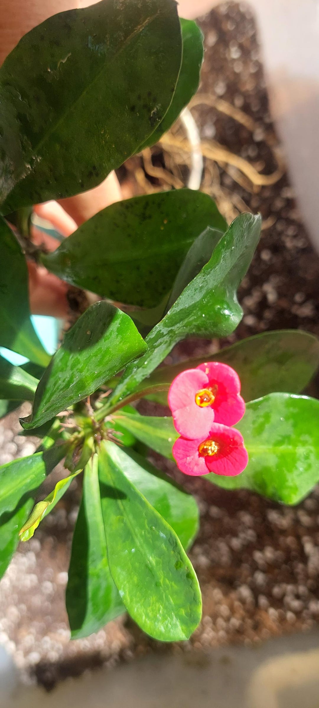 Crown of Thorns 8 CUTTING EUPHORBIA MILII Corona De Christo Thai Hybrid ...