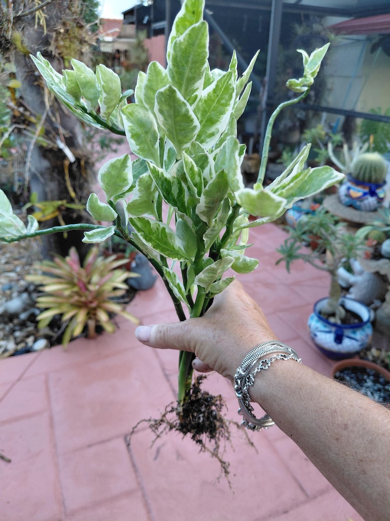 Euphorbia-tithymaloides-variegata, Pedilanthus Tithymaloides ...