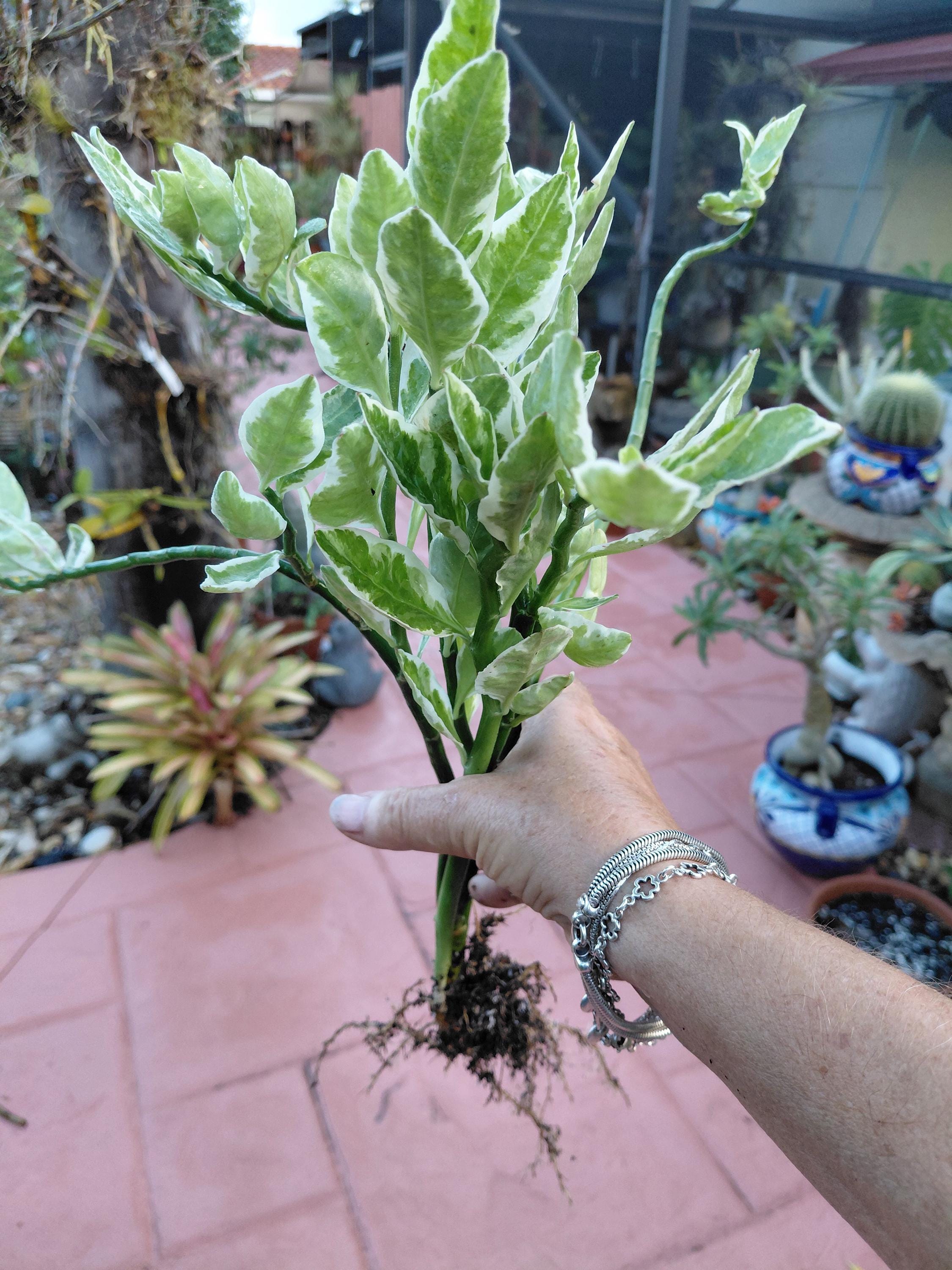Euphorbia-tithymaloides-variegata, Pedilanthus Tithymaloides ...