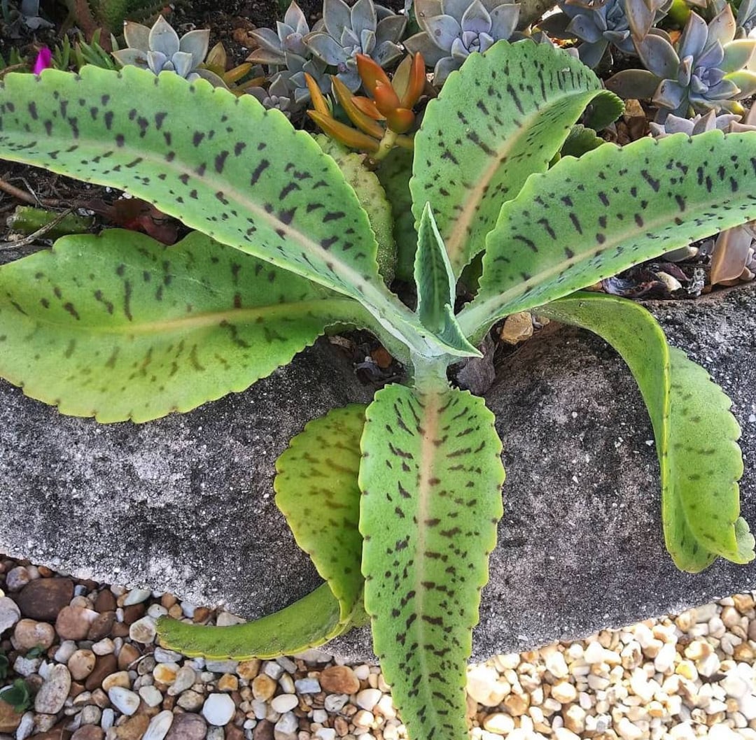 Donkey Ears - Gastonia Bonnieri Succulent Kalanchoe Live Plant - Etsy