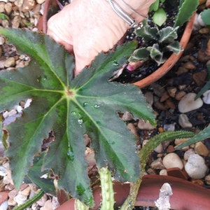 Begonia Heracleifolia, Star Leaf Begonia Plant - Etsy