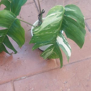 Huge Pothos Epipremnum Pinnatum Albo Variegated White & Green Marble ...