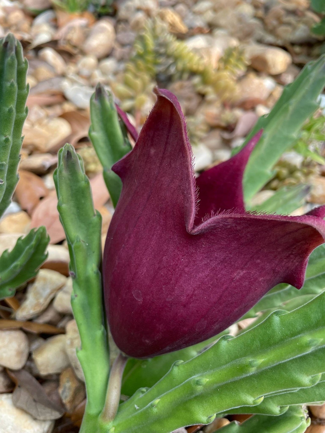 Black Bell Stapelia Leendertziae Succulent LIVE PLANT Blackbell Carrion ...