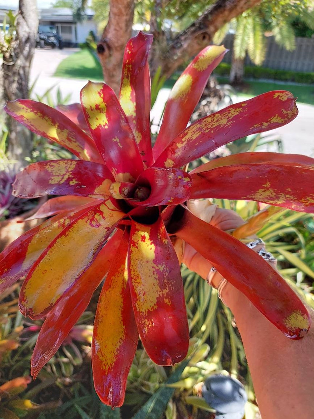 Bromeliad Neoregelia Gazpacho Live Plant Exotic Tropical Exotic PUPS - Etsy