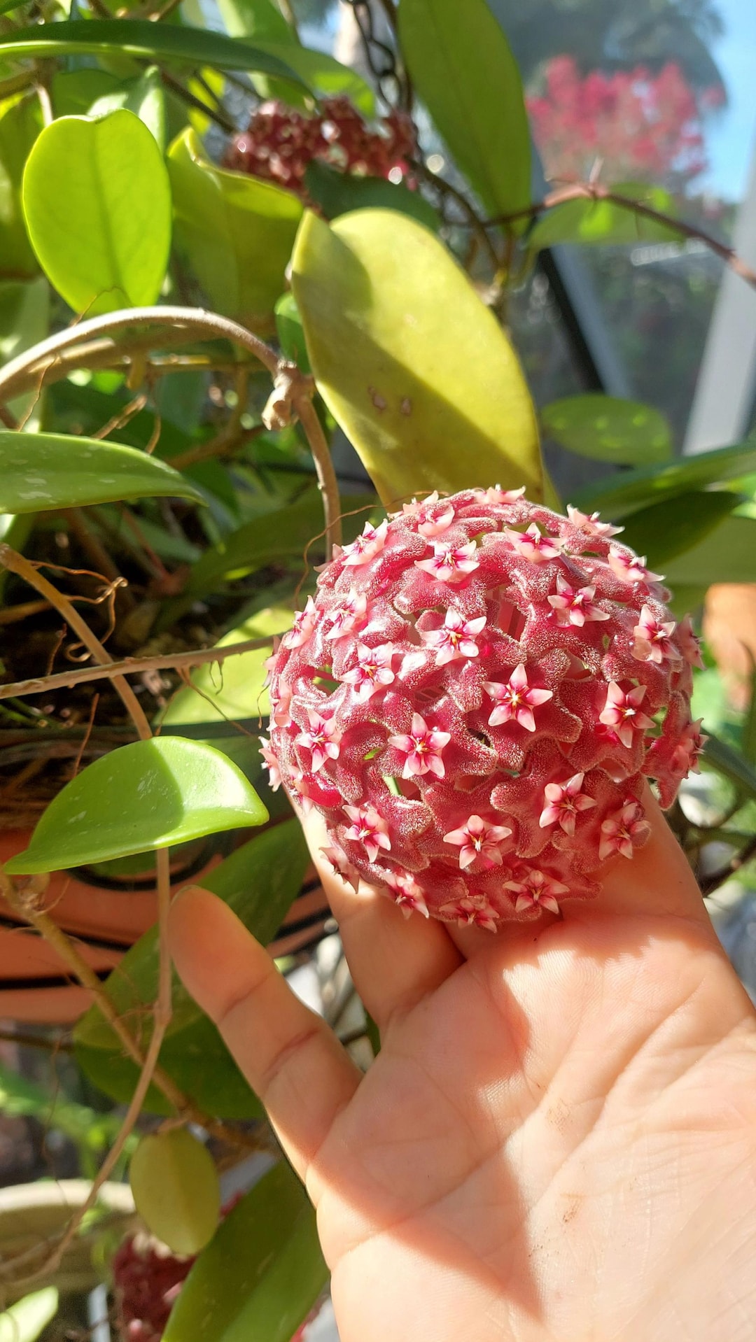 Hoya Pubicalyx Pink Silver Splash Rooted Starter Plant (pic 2 or 3 ...