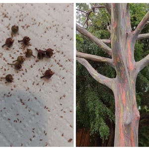 Rainbow Eucalyptus Tree Seed Pods Deglupta - Etsy