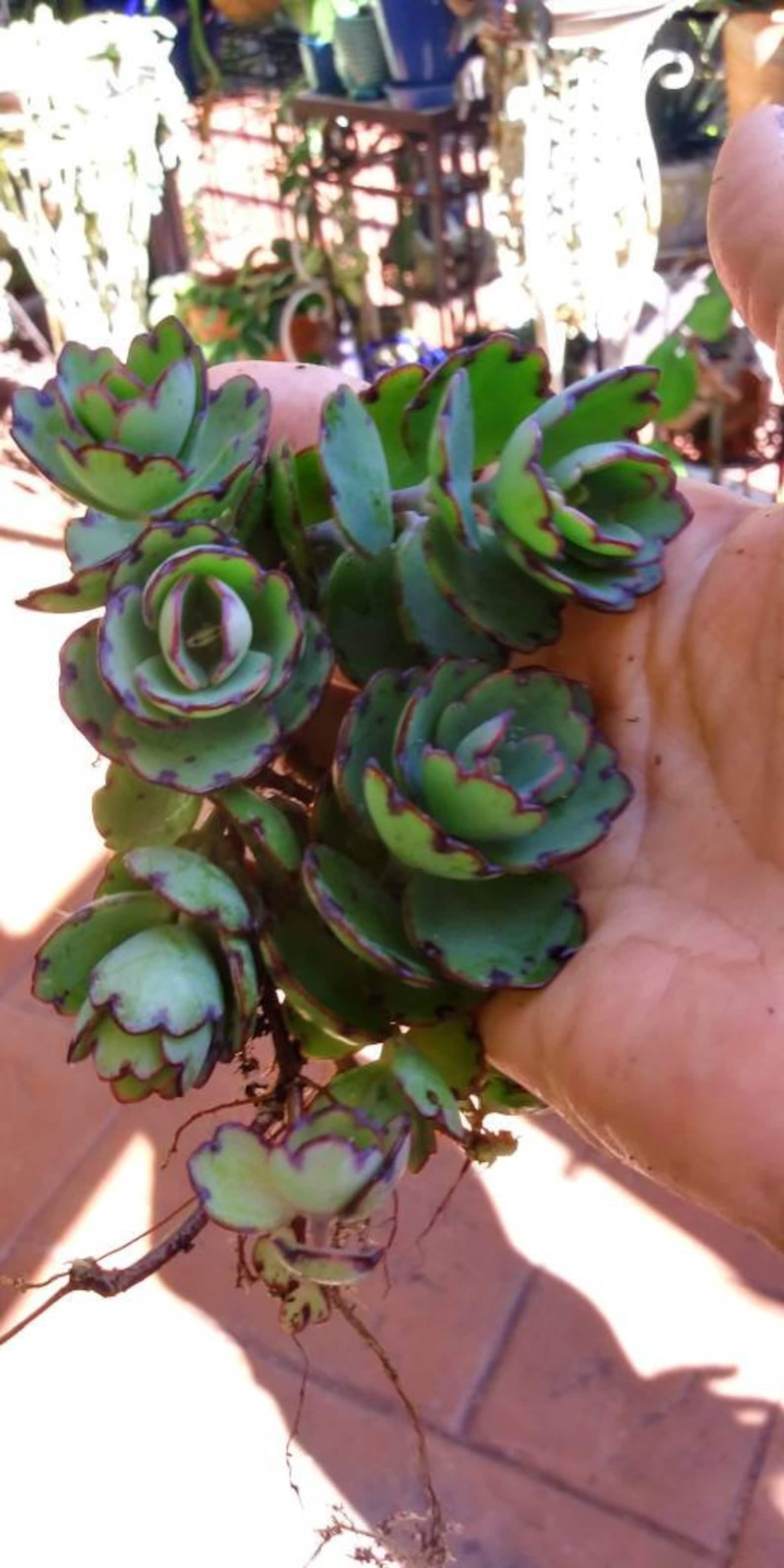 Laxiflora Jade Point Blue Tip Kalanchoe Succulent Live - Etsy