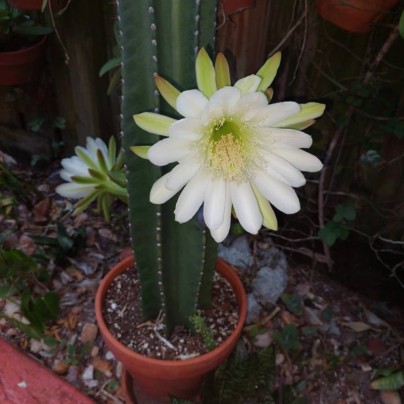 Night Blooming Cactus - Etsy