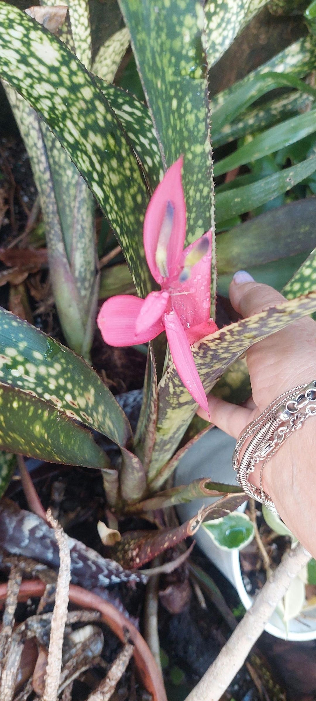 Casa Blanca Bromeliad: Spotted Tropical Plant (8") - Etsy